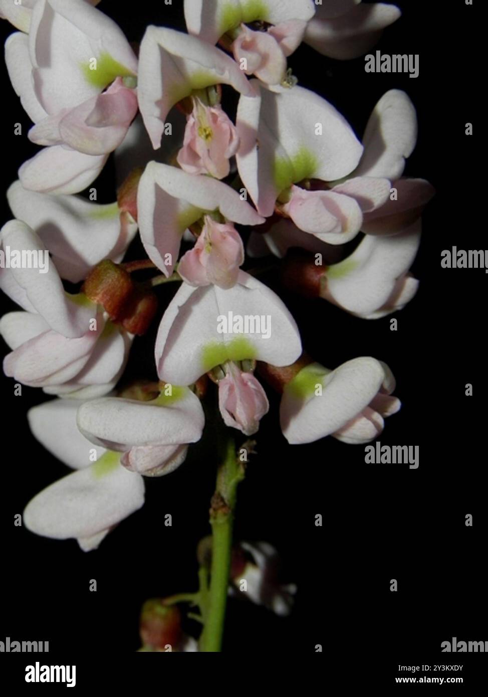 Common Derris (Derris trifoliata) Plantae Stock Photo - Alamy