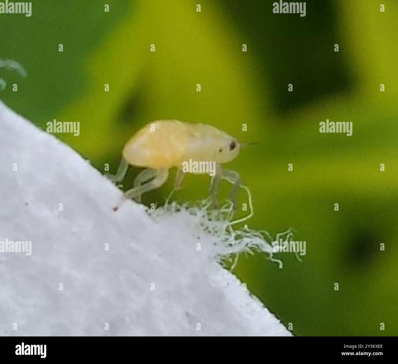 Meadow Spittlebug (Philaenus spumarius) Insecta Stock Photo - Alamy