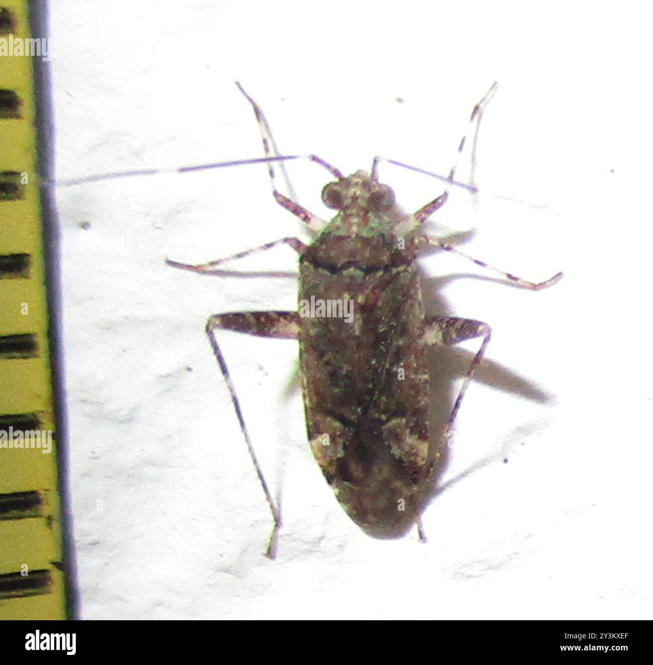 Plant Bugs (Miridae) Insecta Stock Photo - Alamy