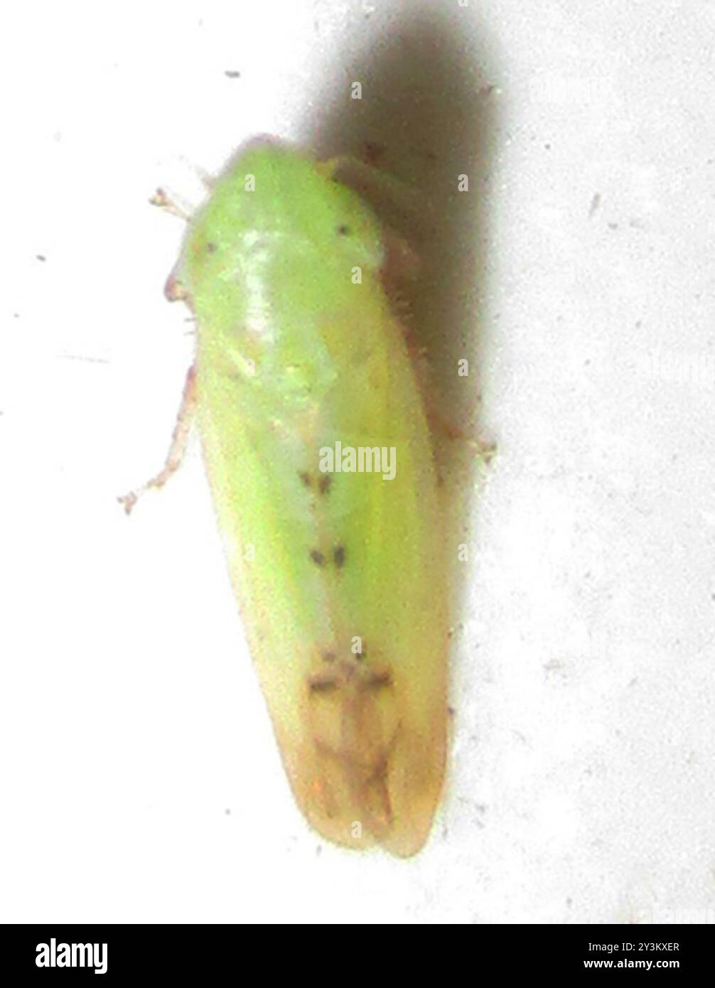 Typical Leafhoppers (Cicadellidae) Insecta Stock Photo - Alamy