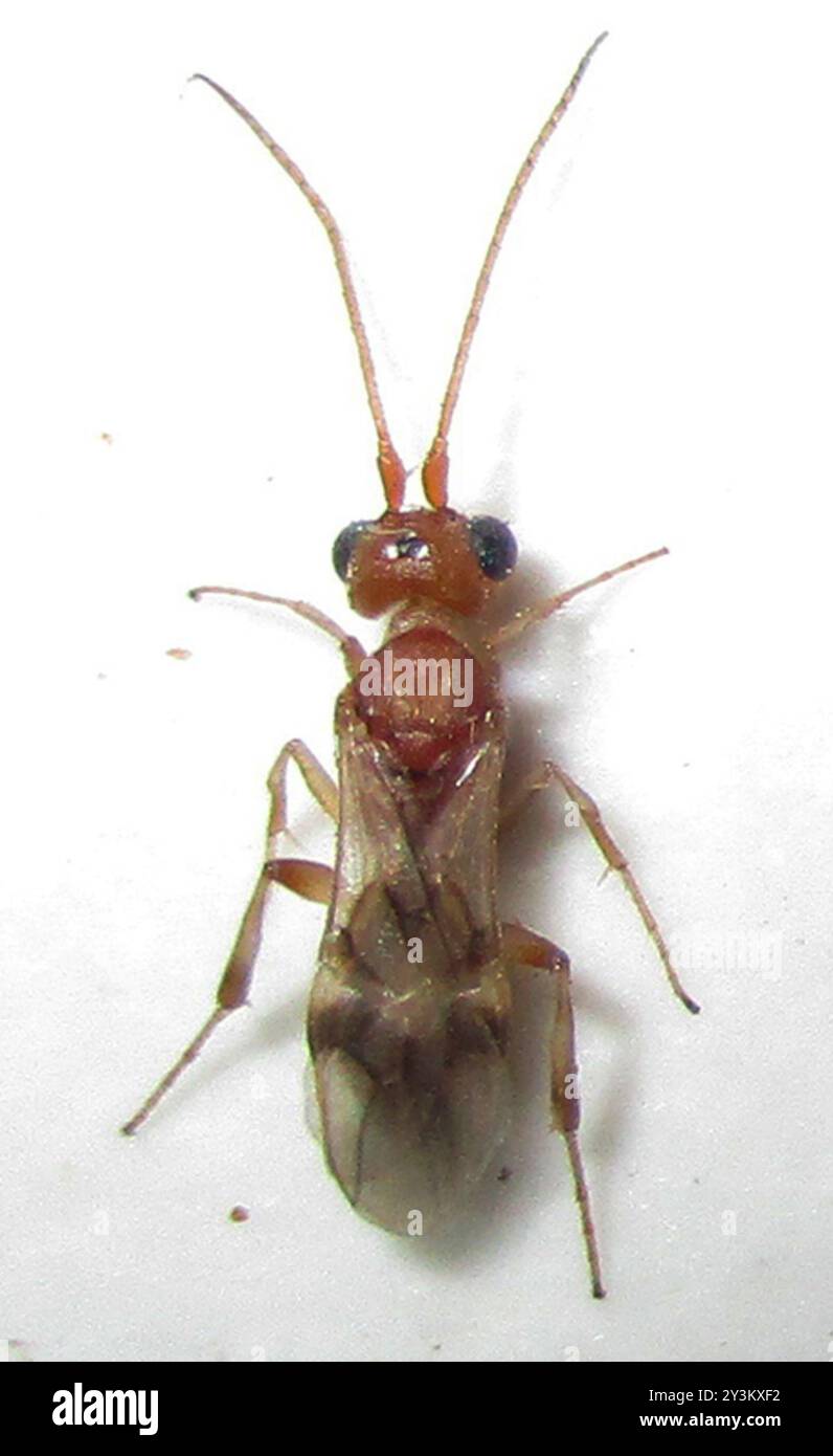 Braconid Wasps (Braconidae) Insecta Stock Photo - Alamy