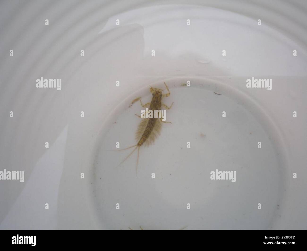 Yellow mayfly hi-res stock photography and images - Alamy