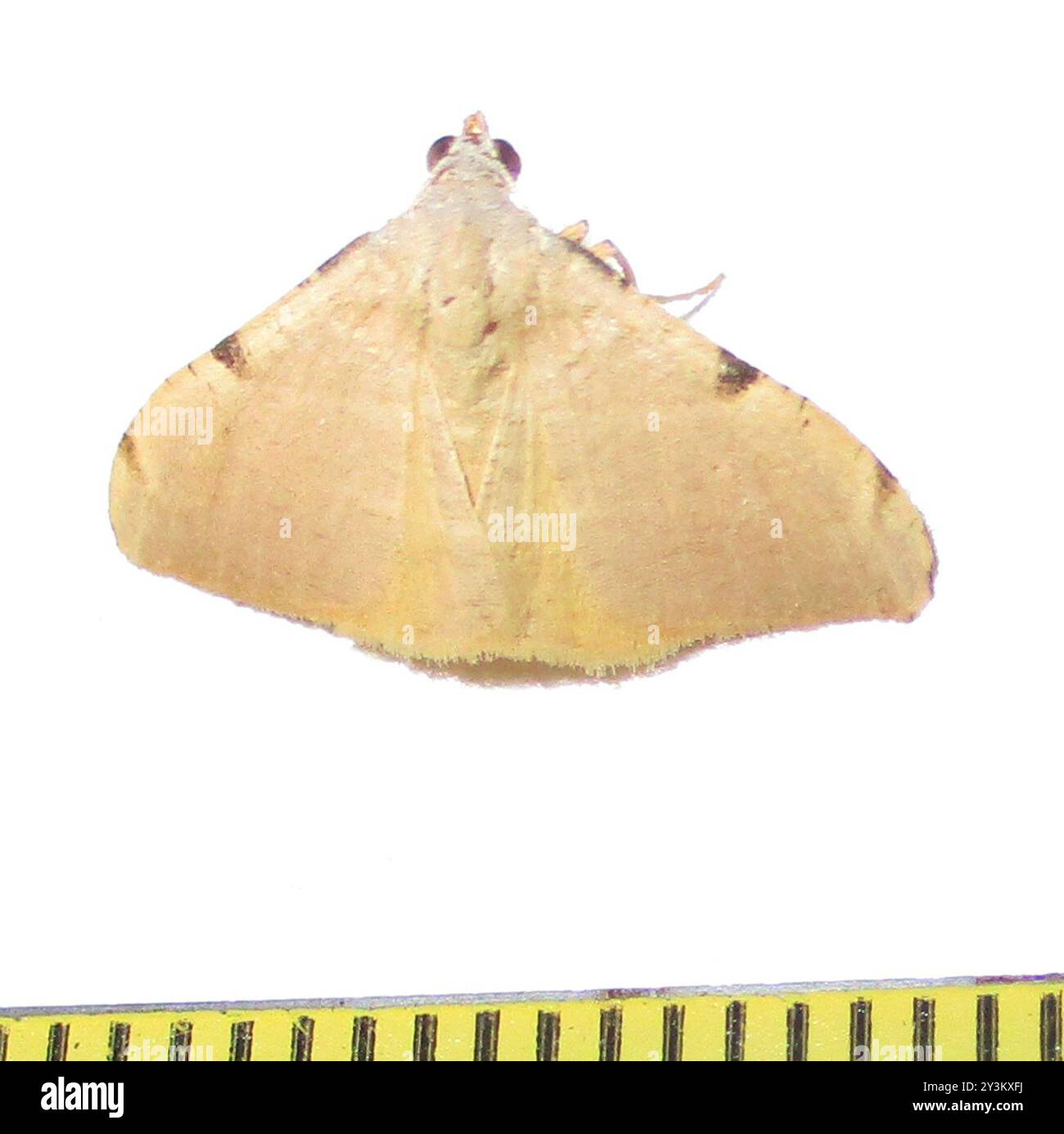 Butterflies and Moths (Lepidoptera) Insecta Stock Photo - Alamy