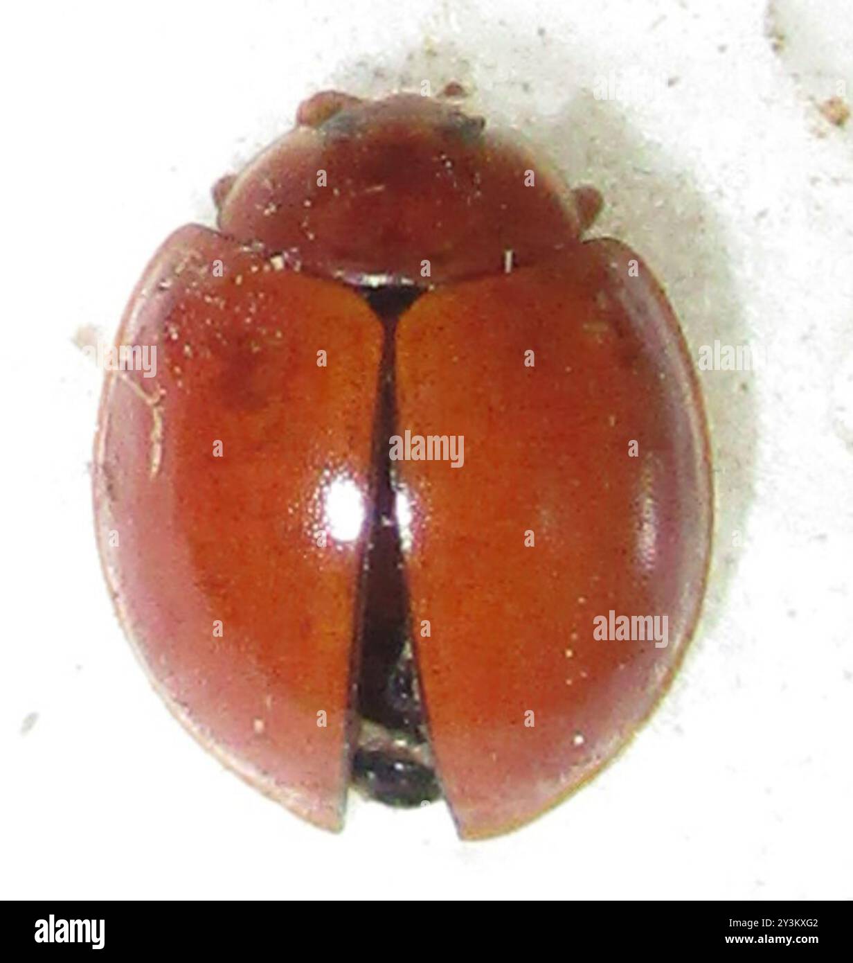 Lady Beetles (Coccinellidae) Insecta Stock Photo - Alamy