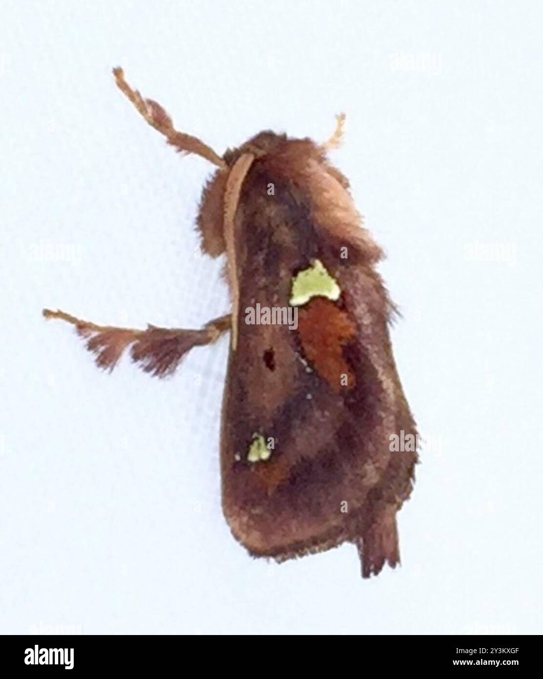 Spiny Oak-slug Moth (Euclea delphinii) Insecta Stock Photo - Alamy