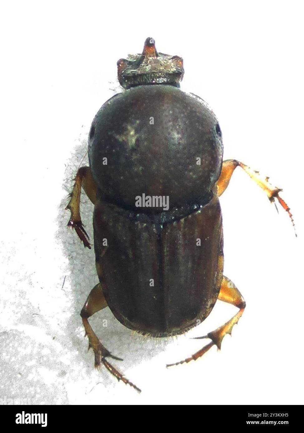 Northern Sandy Dung Beetle (Euoniticellus intermedius) Insecta Stock ...