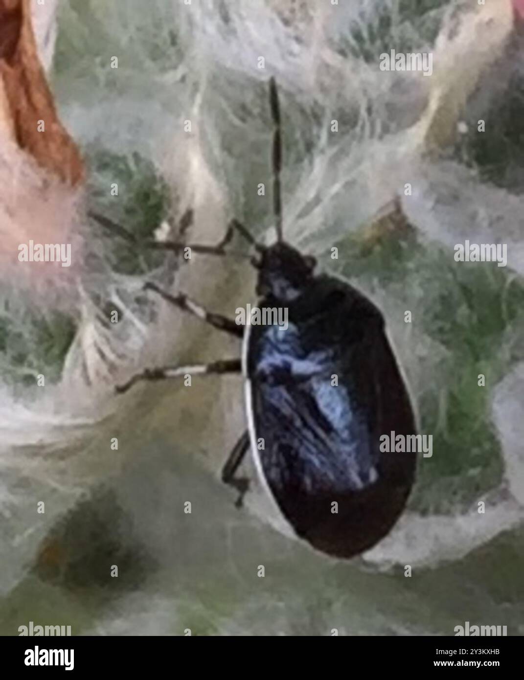 White-margined Burrower Bug (Sehirus cinctus) Insecta Stock Photo - Alamy