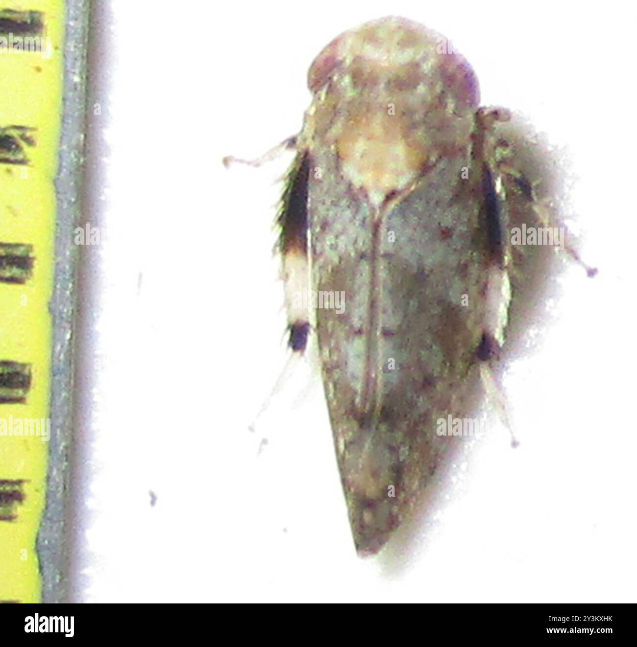 Typical Leafhoppers (Cicadellidae) Insecta Stock Photo - Alamy