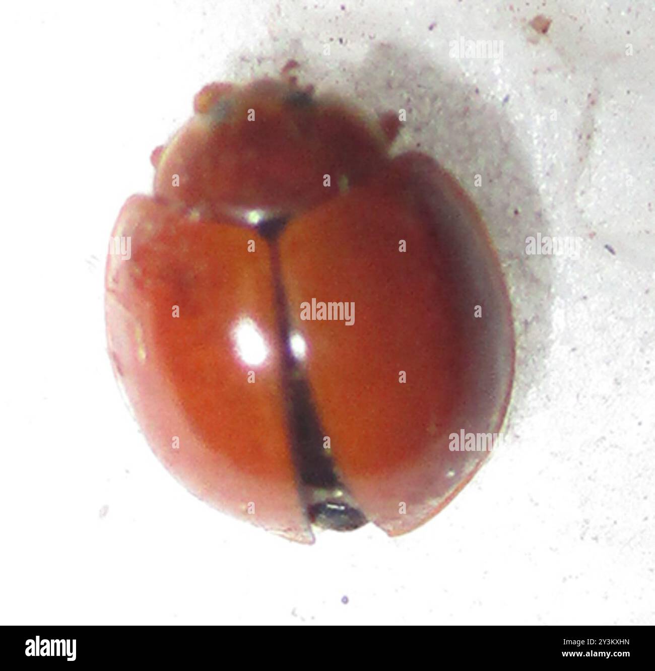 Lady Beetles (Coccinellidae) Insecta Stock Photo - Alamy