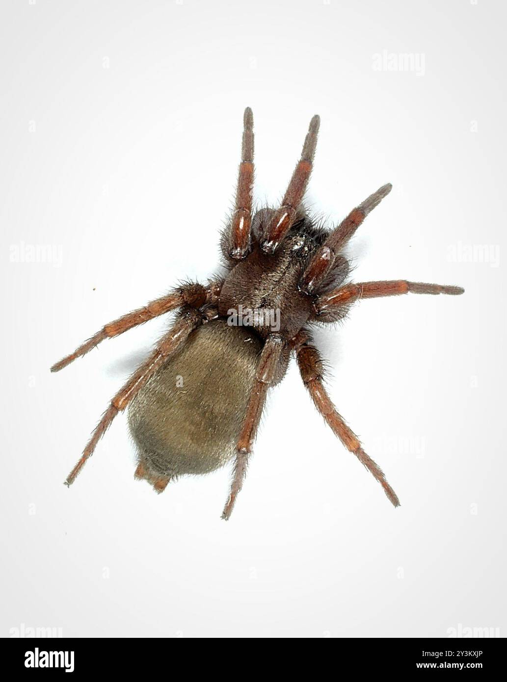 Mouse Spider (Scotophaeus blackwalli) Arachnida Stock Photo - Alamy