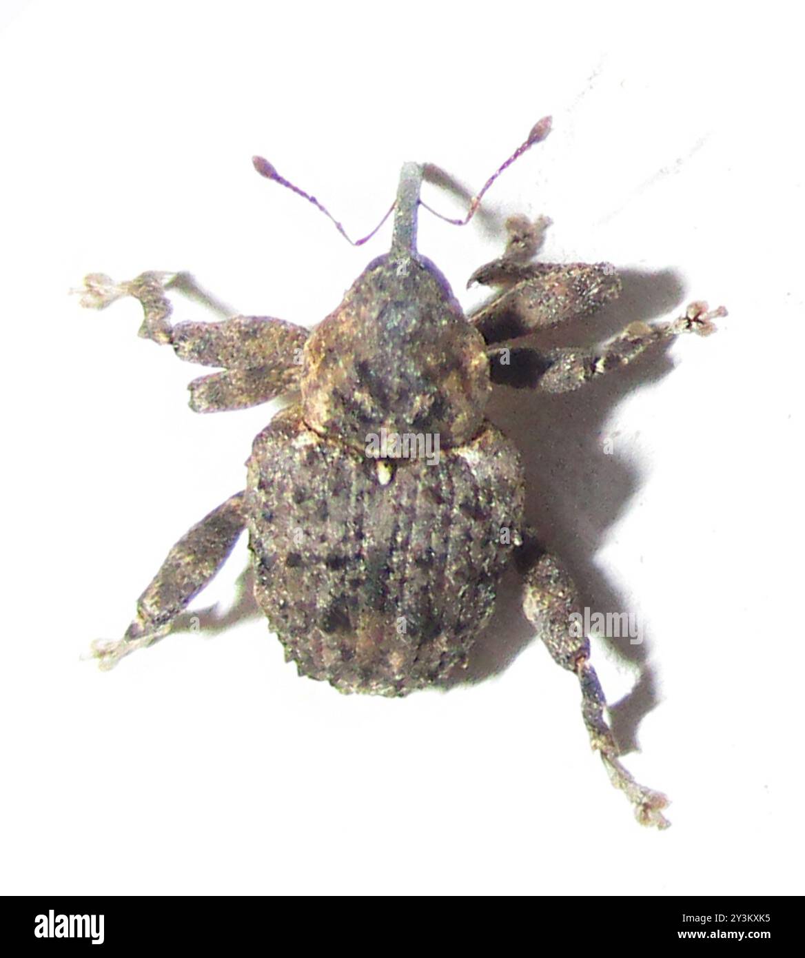 True Weevils (Curculionidae) Insecta Stock Photo - Alamy