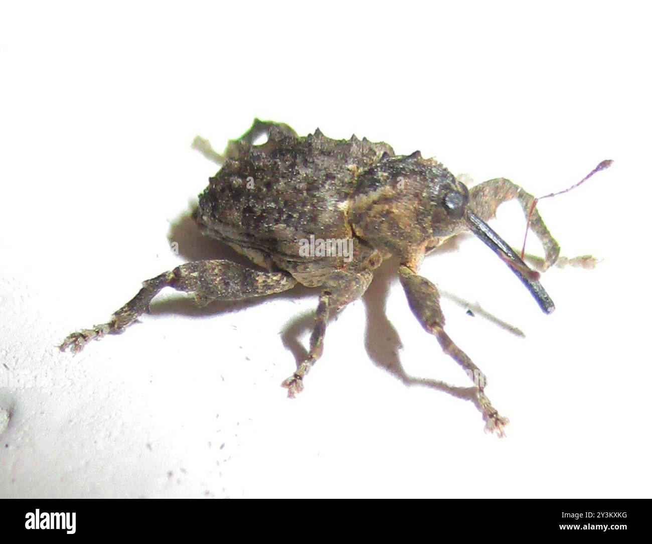 True Weevils (Curculionidae) Insecta Stock Photo - Alamy