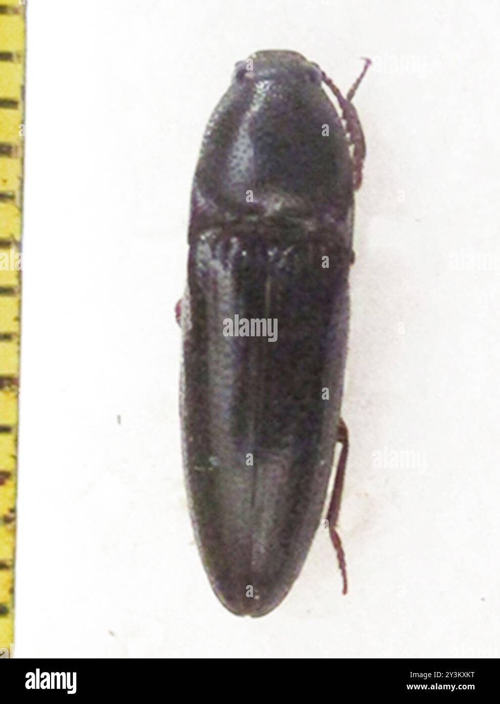 Click Beetles (Elateridae) Insecta Stock Photo - Alamy