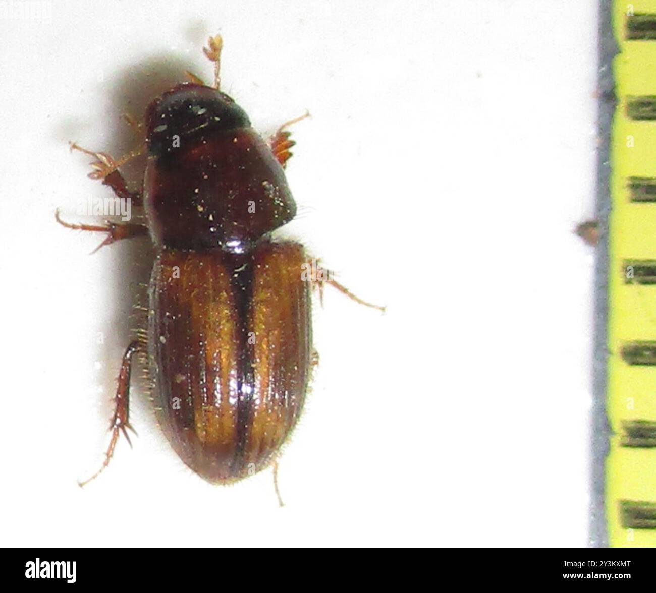 Small Dung Beetles (Aphodiinae) Insecta Stock Photo - Alamy