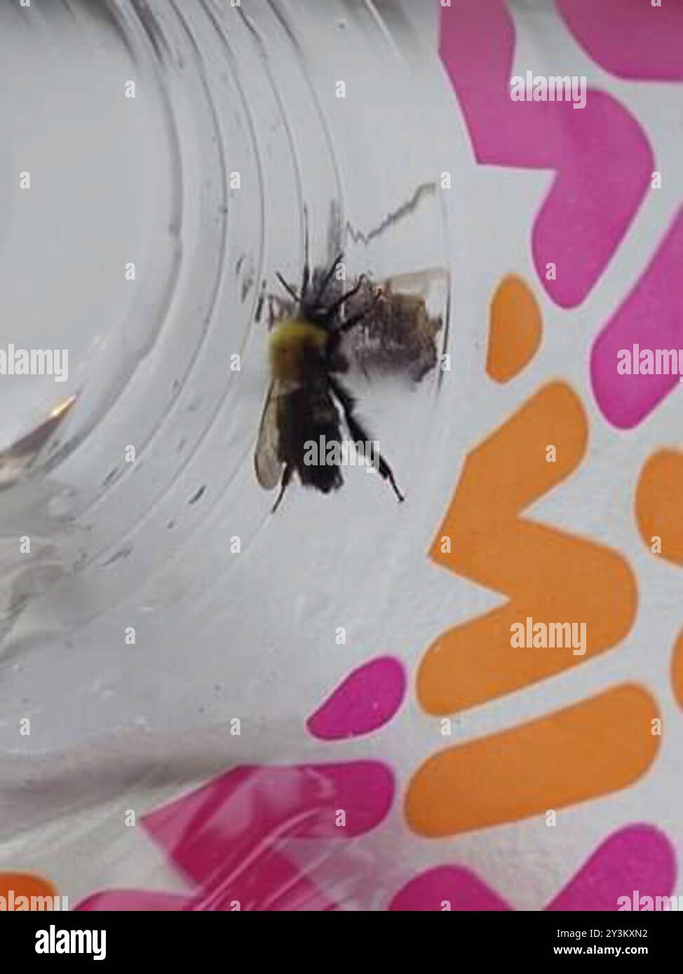 Perplexing Bumble Bee (Bombus perplexus) Insecta Stock Photo - Alamy