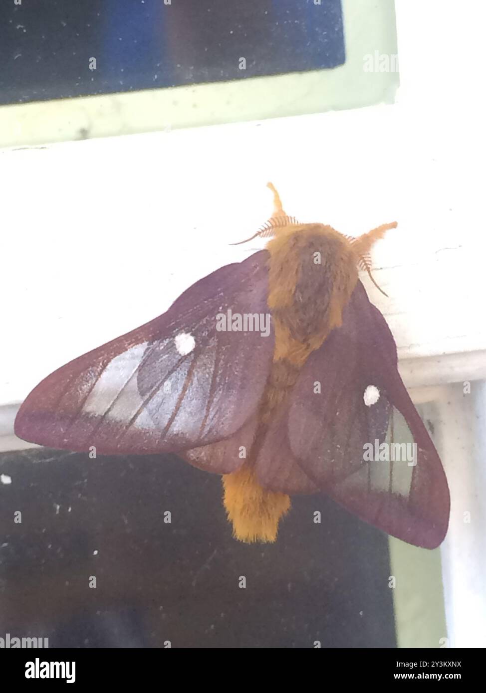 Pink-striped Oakworm Moth (Anisota virginiensis) Insecta Stock Photo ...