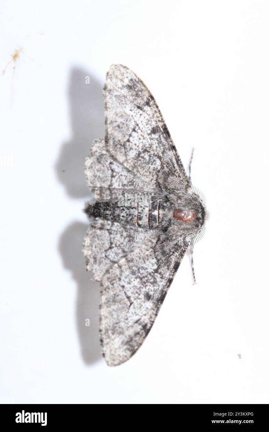 Peppered Moth (Biston betularia) Insecta Stock Photo - Alamy