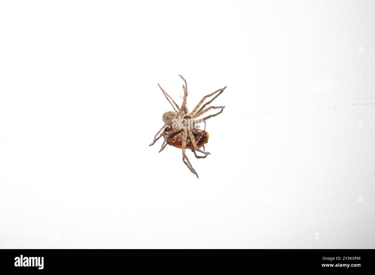 Pantropical Huntsman Spider (Heteropoda venatoria) Arachnida Stock ...