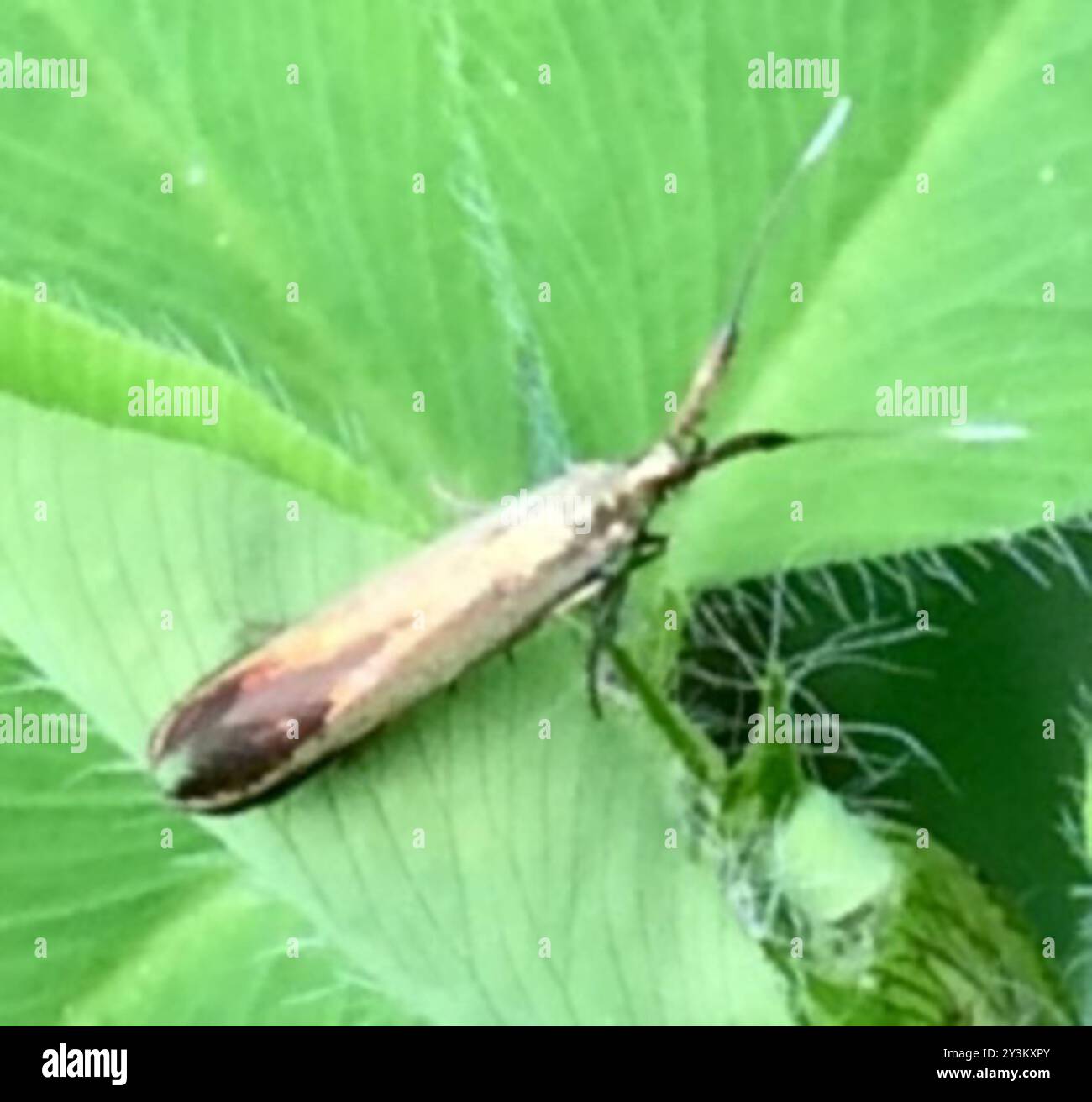 Casebearers (Coleophora) Insecta Stock Photo - Alamy