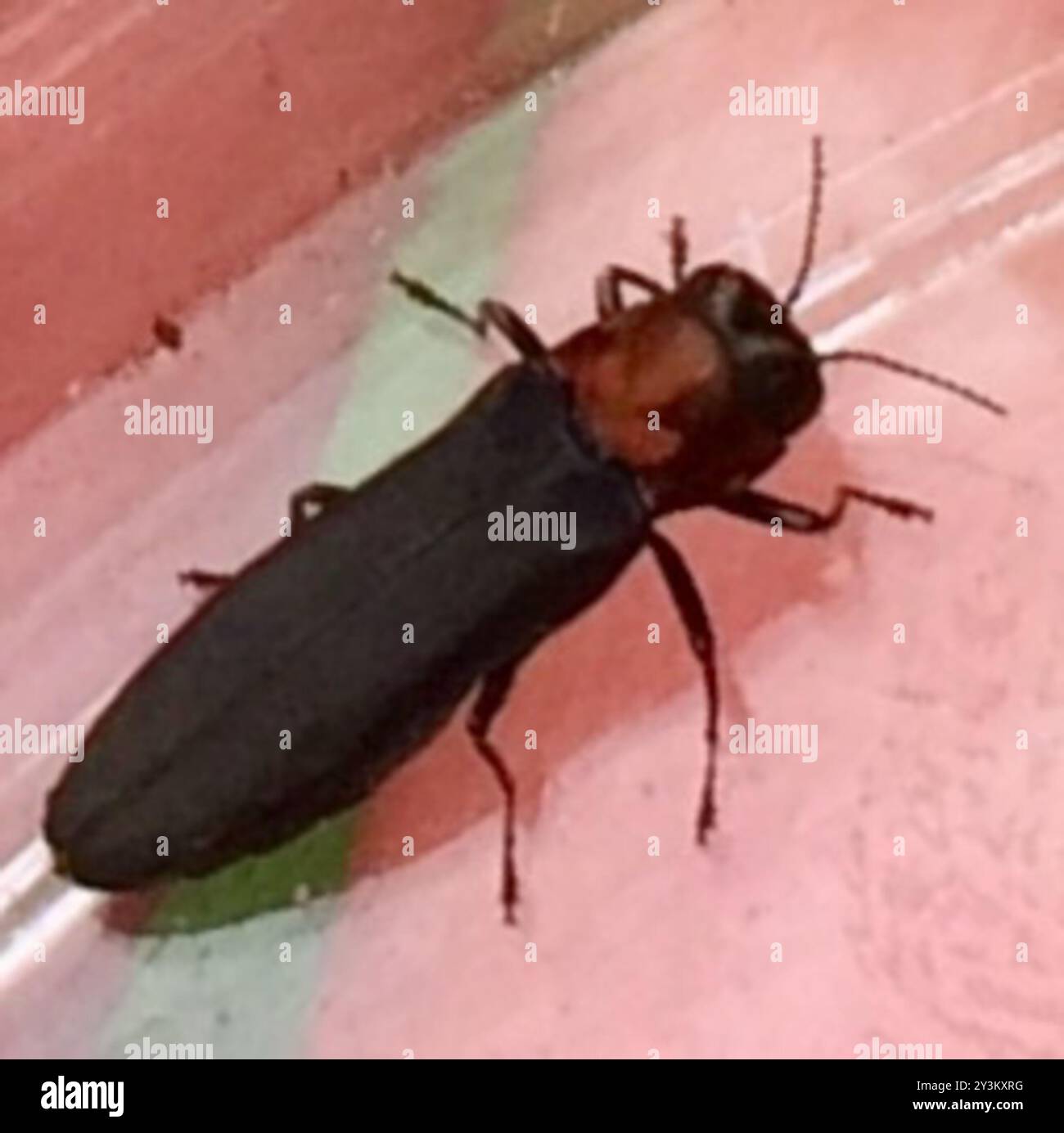 Red-necked Cane Borer Beetle (Agrilus ruficollis) Insecta Stock Photo ...