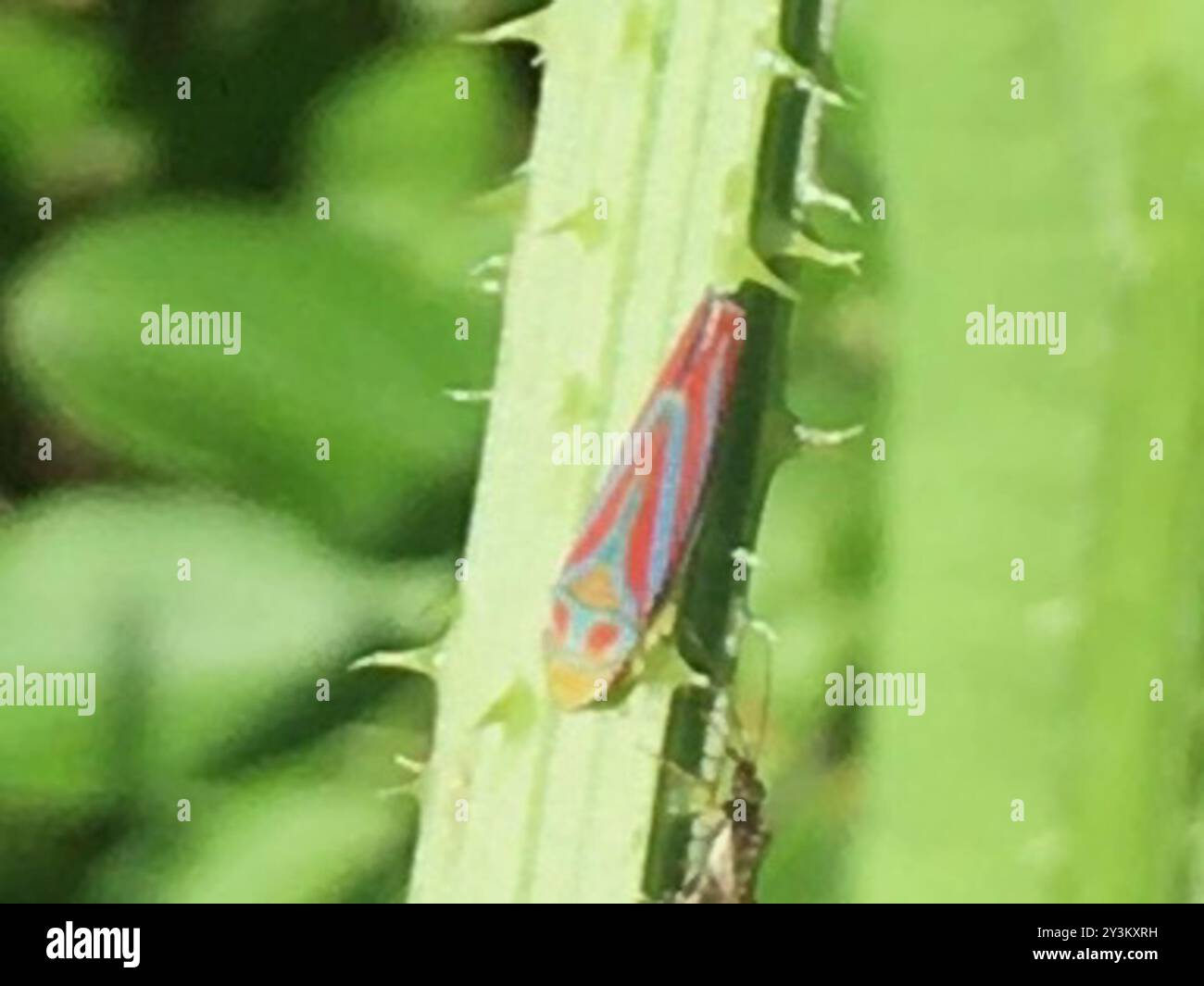 Red-banded Leafhopper (Graphocephala coccinea) Insecta Stock Photo - Alamy