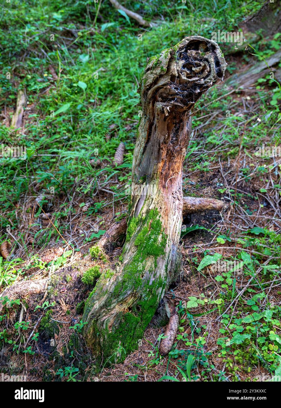 old cut root on a mountain slope shaped like an Alien from a horror Sci ...