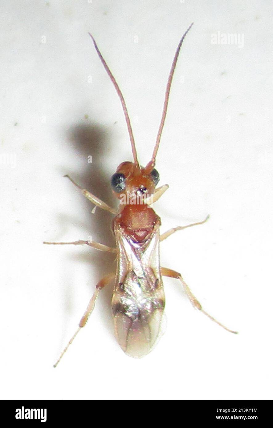 Braconid Wasps (Braconidae) Insecta Stock Photo - Alamy