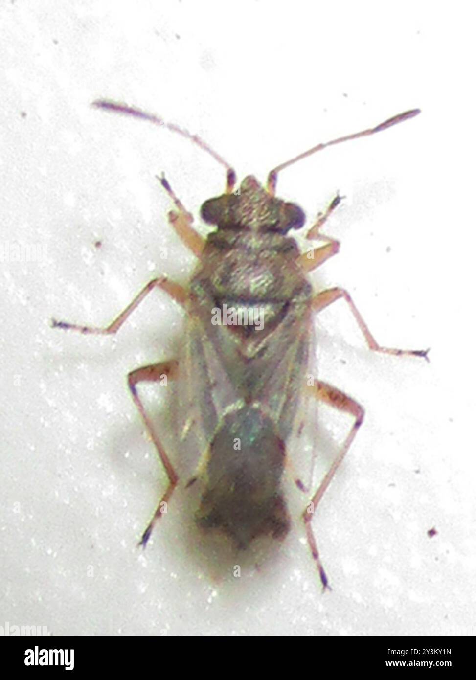 False chinch bugs (Nysius) Insecta Stock Photo - Alamy