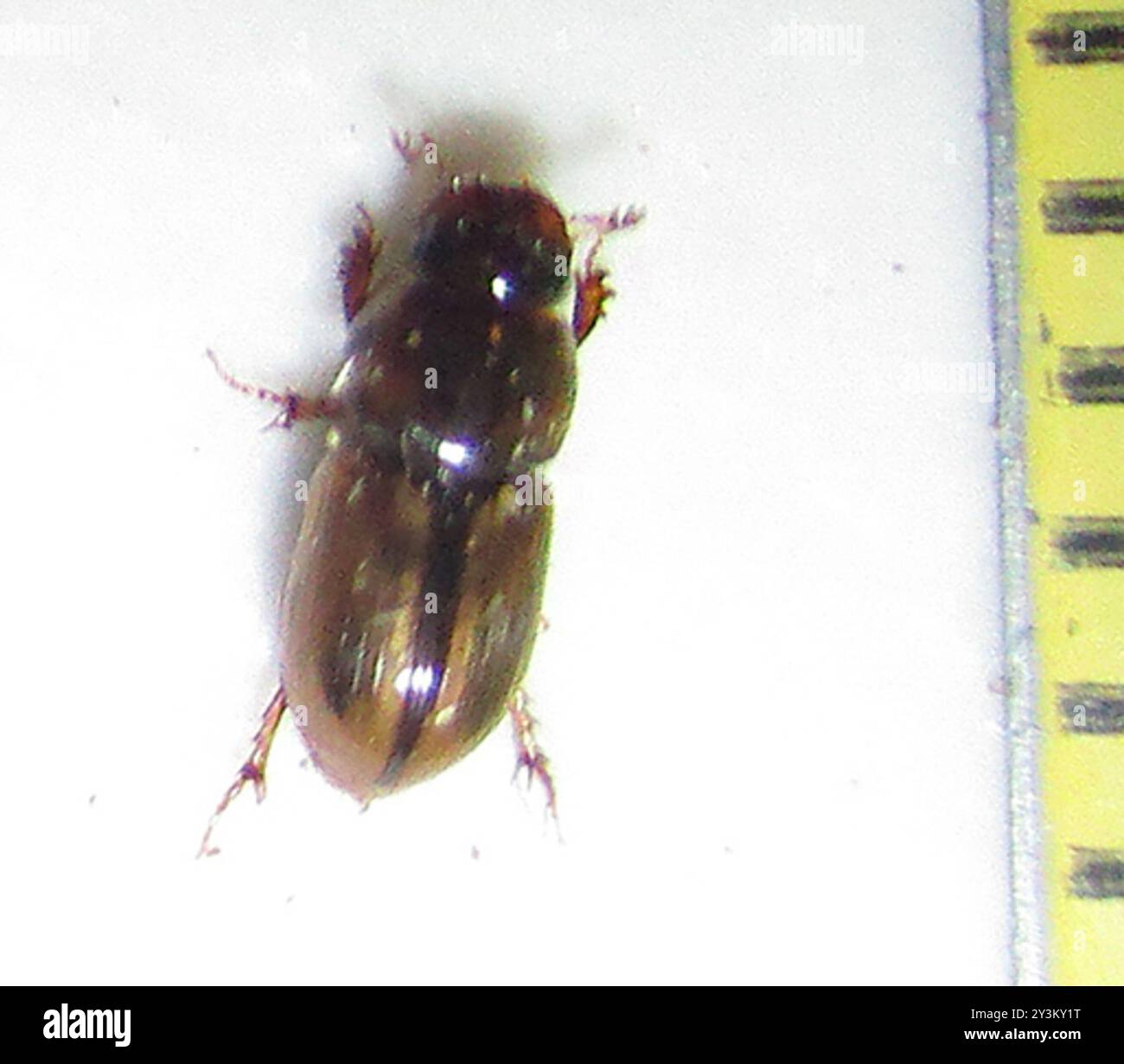 Small Dung Beetles (Aphodiinae) Insecta Stock Photo - Alamy