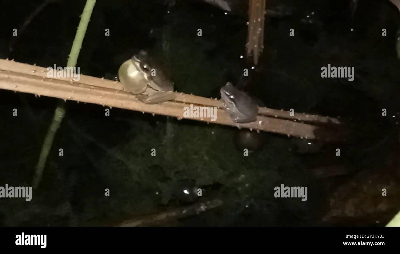 Eastern Dwarf Tree Frog (Litoria fallax) Amphibia Stock Photo - Alamy