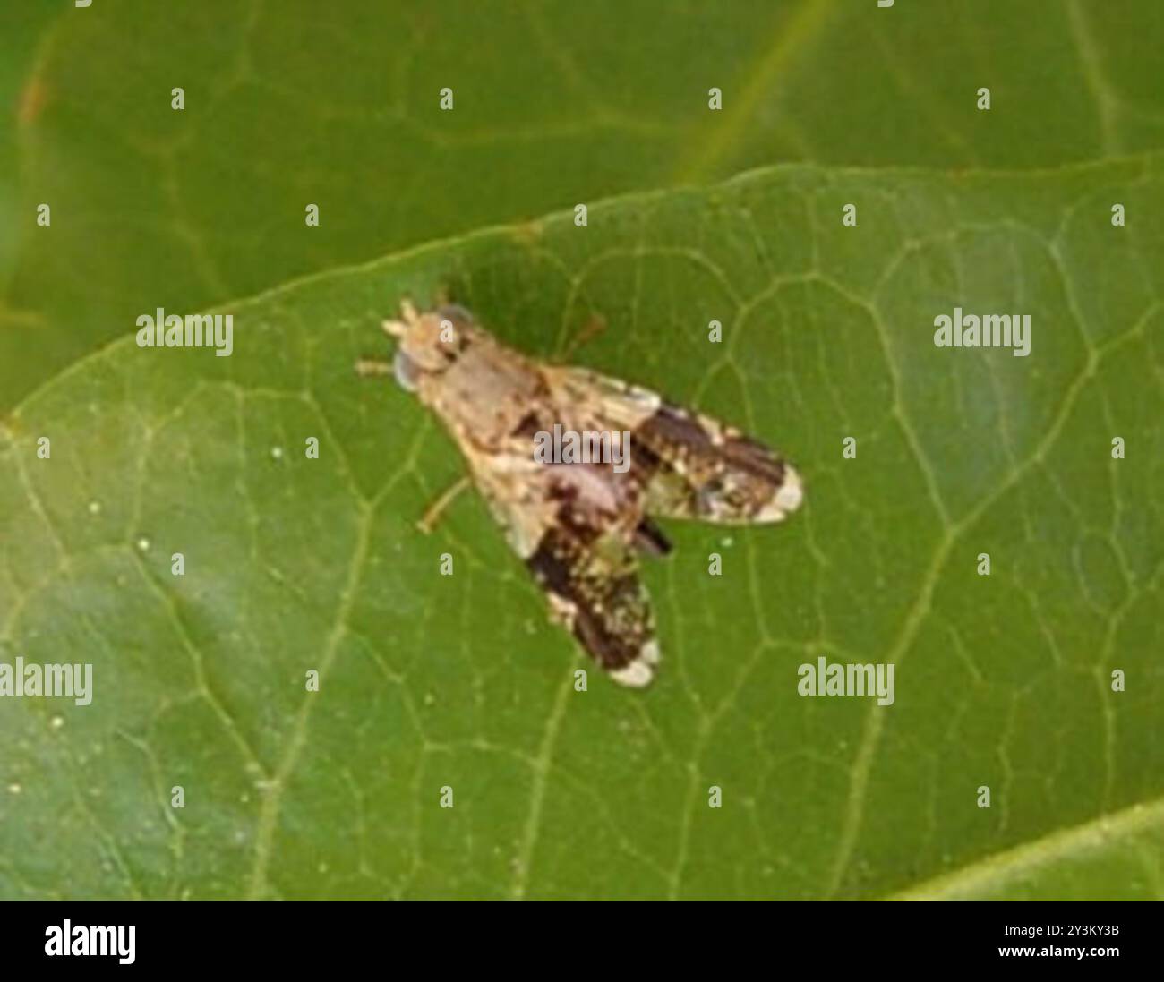(Tephritis formosa) Insecta Stock Photo - Alamy