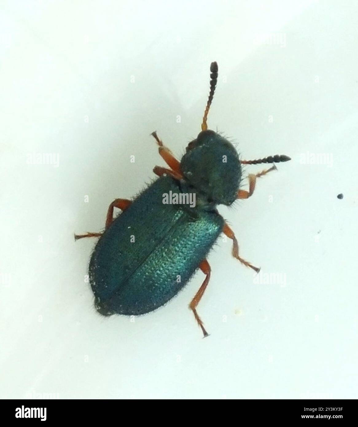 Red-legged Ham Beetle (Necrobia rufipes) Insecta Stock Photo - Alamy