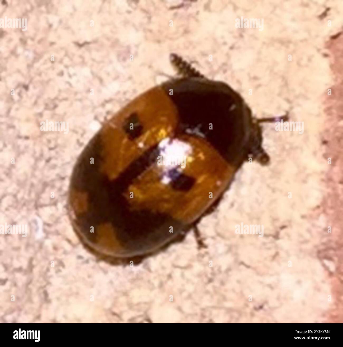 Two-spotted Diaperis (Diaperis maculata) Insecta Stock Photo - Alamy