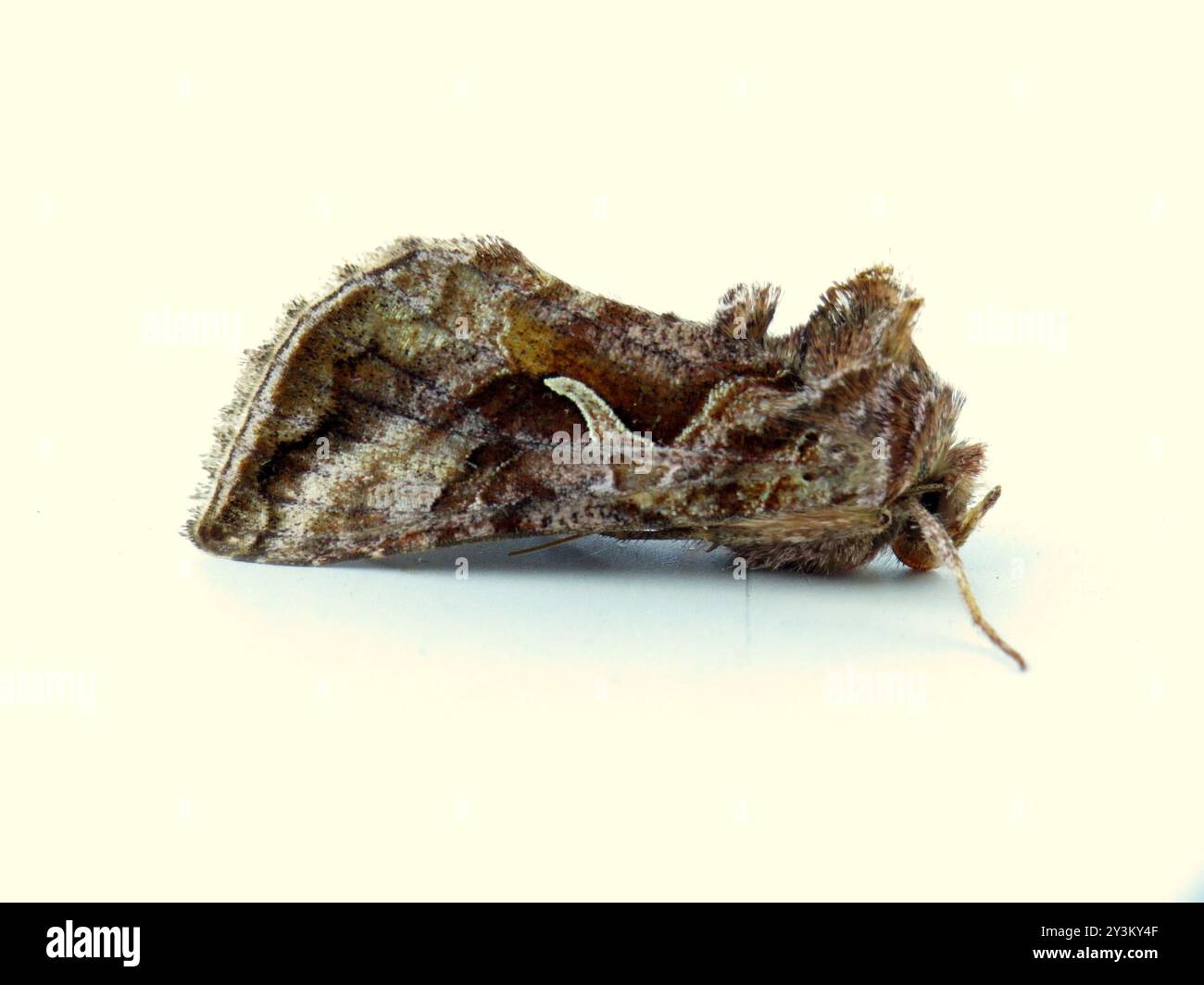 (Autographa rubidus) Insecta Stock Photo - Alamy