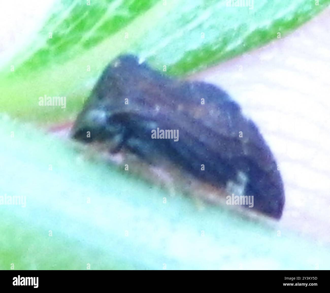 Aster Treehopper (Publilia concava) Insecta Stock Photo - Alamy