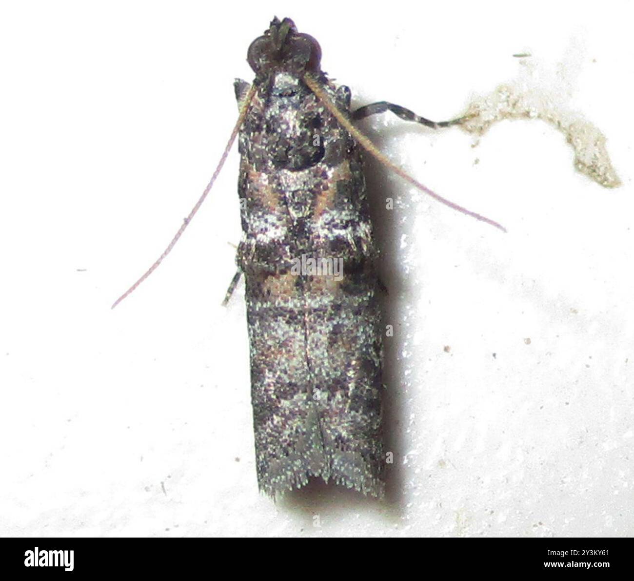 Knot-horn Moths (Phycitinae) Insecta Stock Photo - Alamy