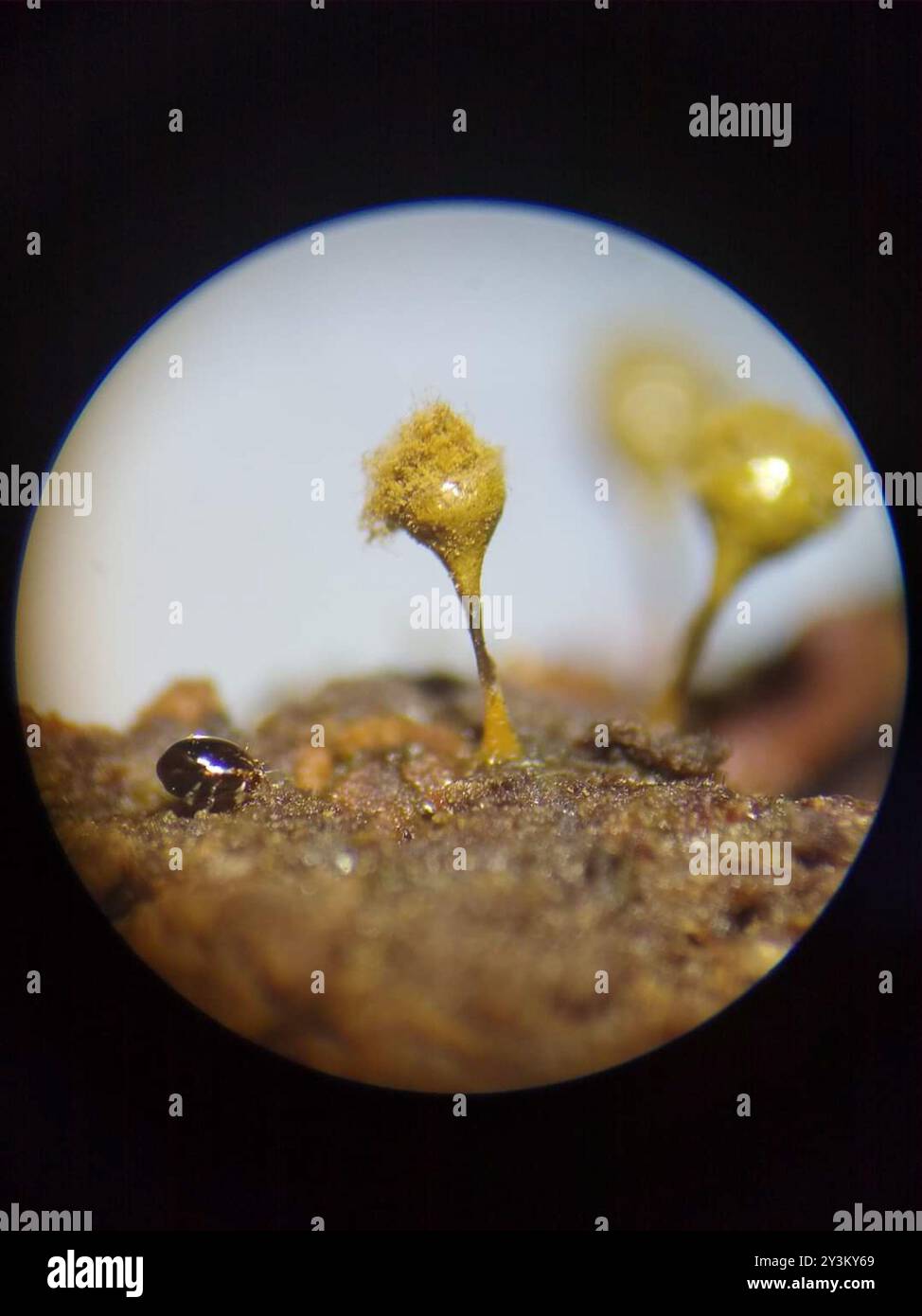 Trichia crateriformis hi-res stock photography and images - Alamy
