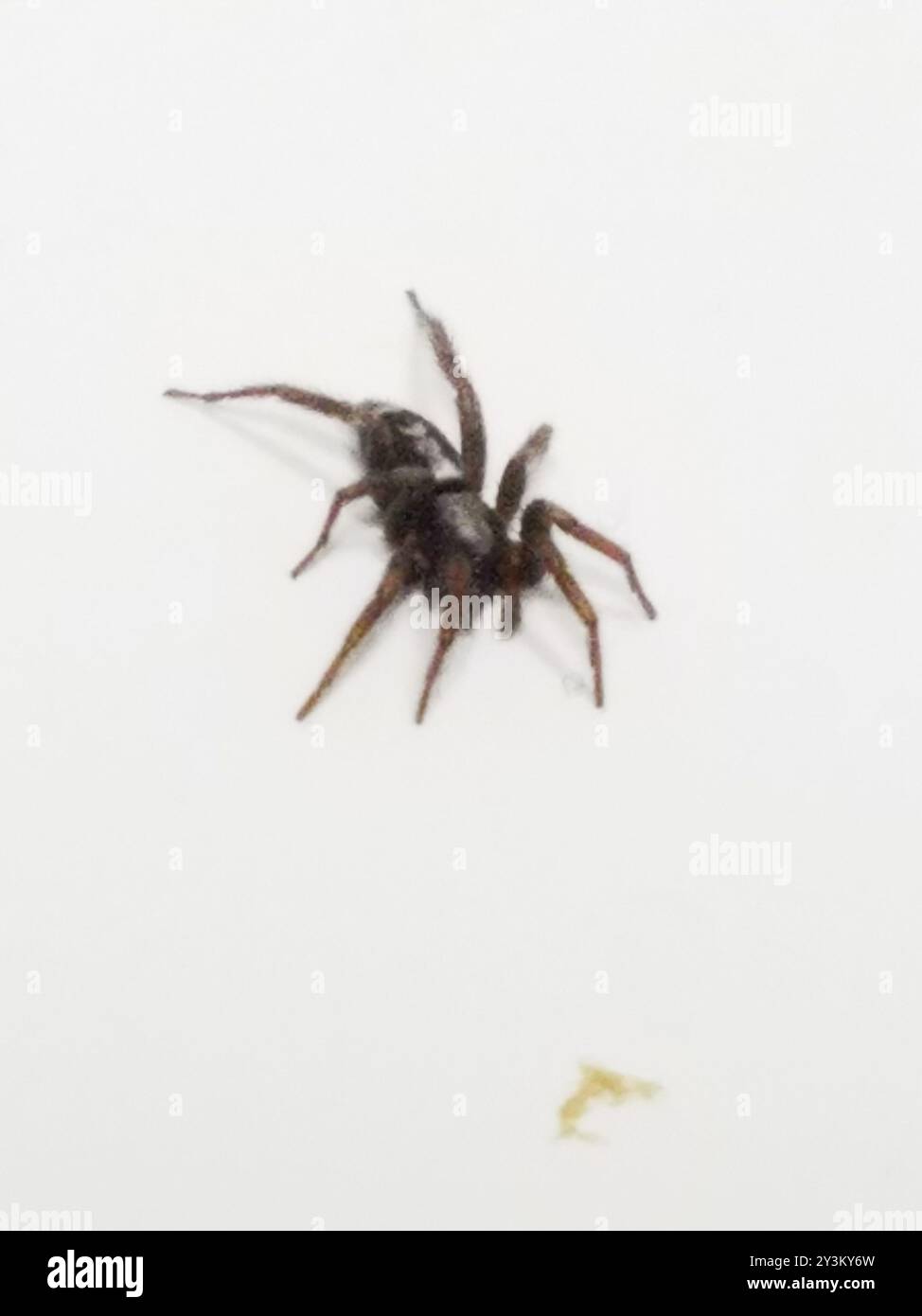 Eastern Parson Spider (Herpyllus ecclesiasticus) Arachnida Stock Photo ...