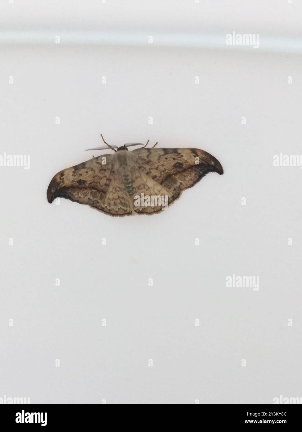 Pebble Hook-tip (Drepana falcataria) Insecta Stock Photo - Alamy