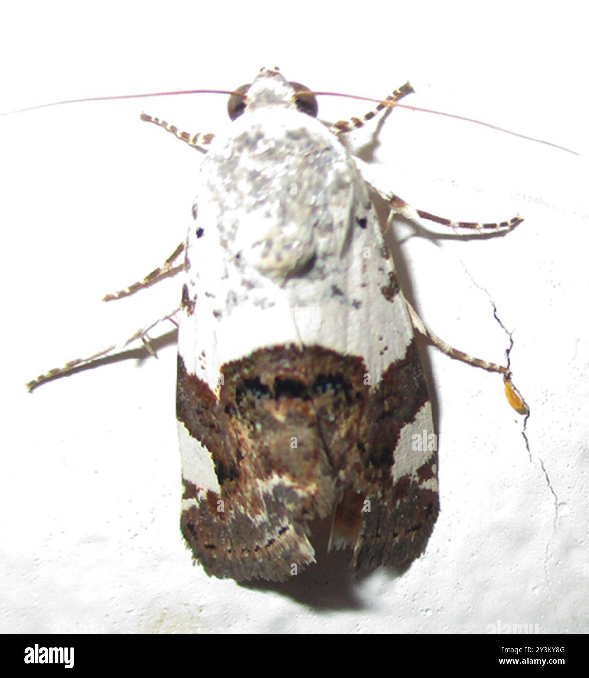 Square Spot Droplet (Acontia trychaenoides) Insecta Stock Photo - Alamy