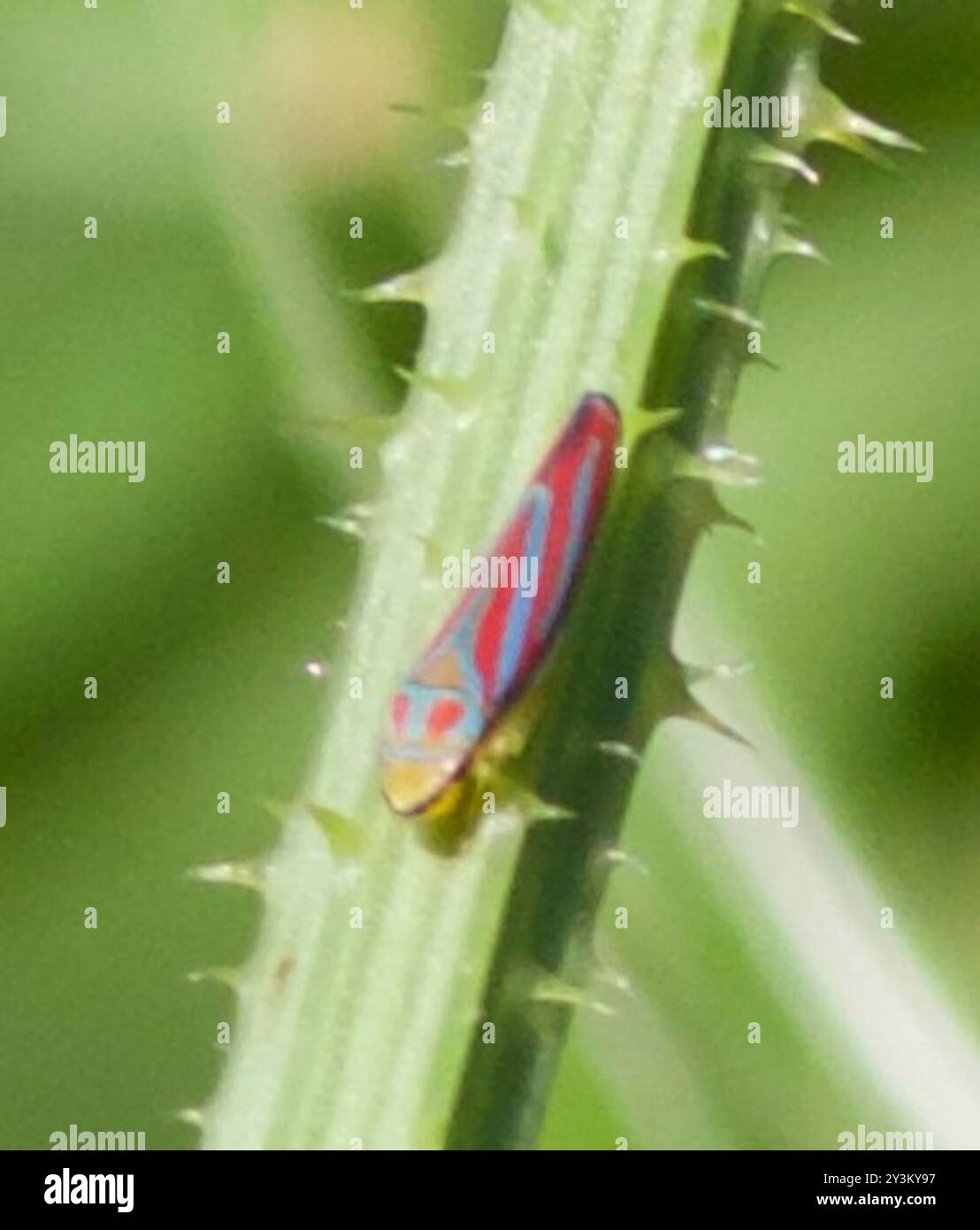 Red-banded Leafhopper (Graphocephala coccinea) Insecta Stock Photo - Alamy
