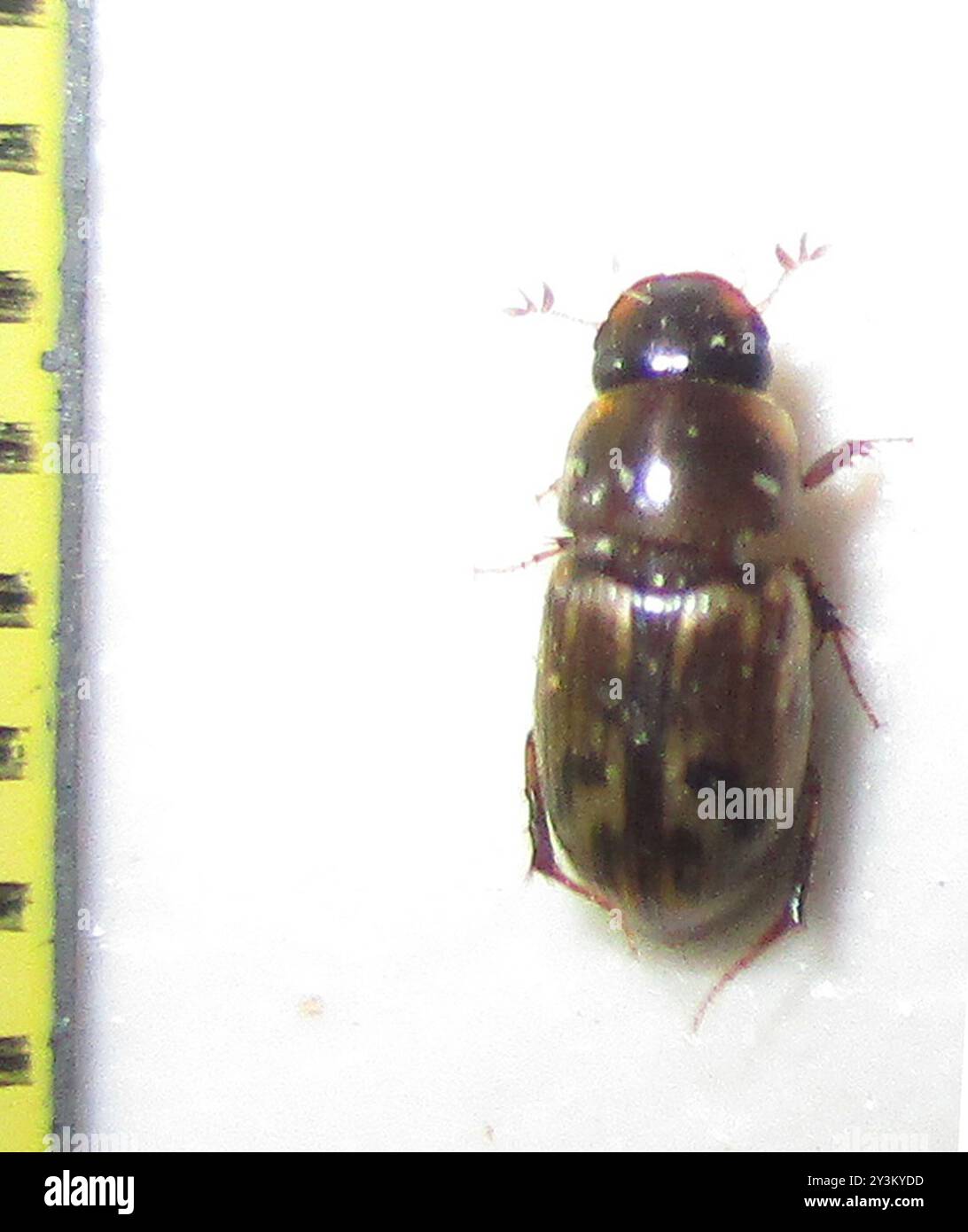 Small Dung Beetles (Aphodiinae) Insecta Stock Photo - Alamy