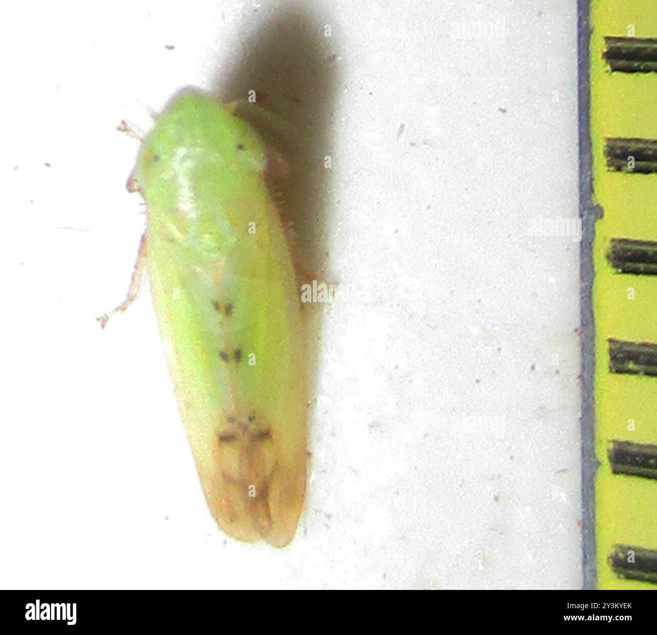 Typical Leafhoppers (Cicadellidae) Insecta Stock Photo - Alamy