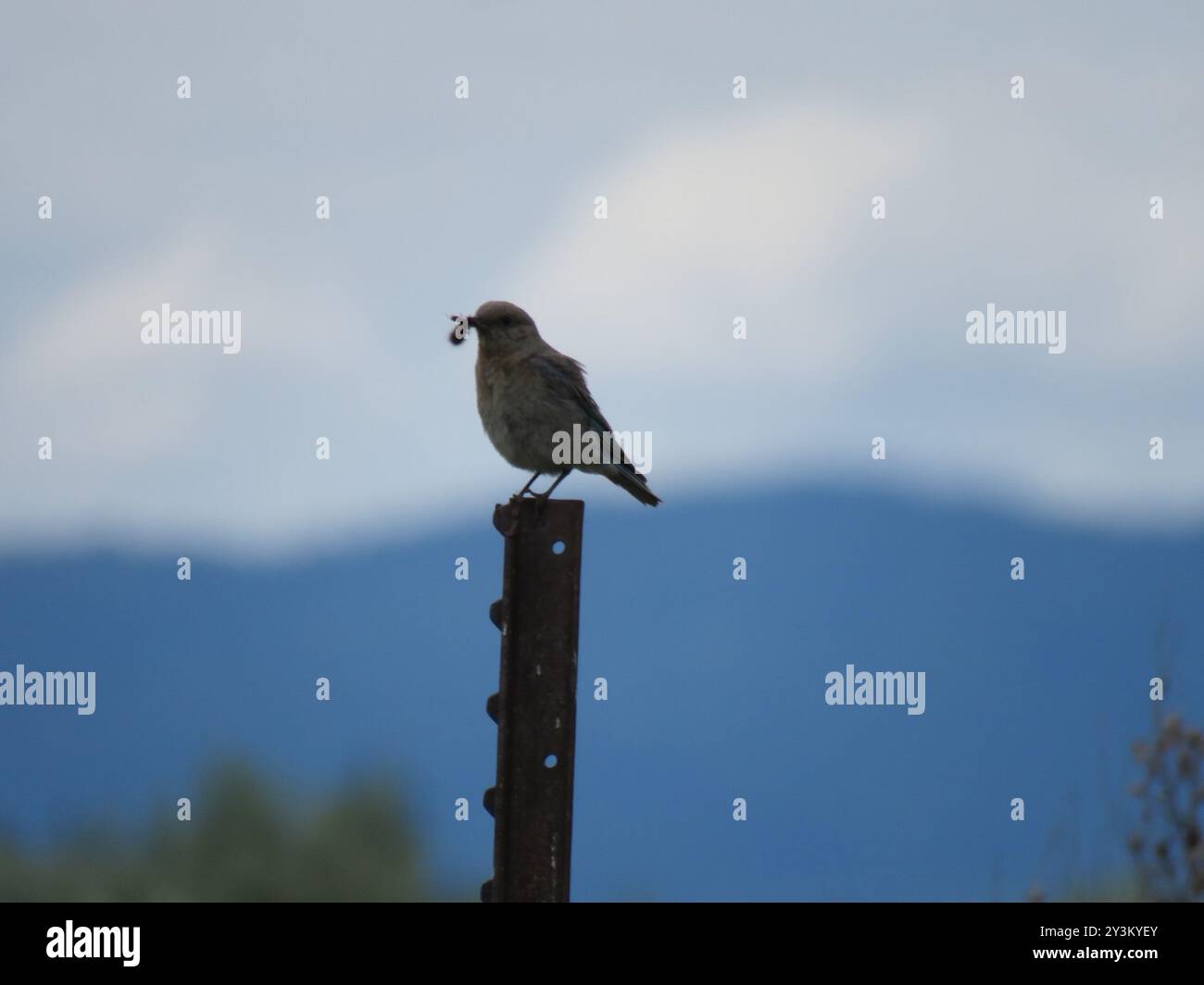 Mountain Bluebird (Sialia currucoides) Aves Stock Photo - Alamy