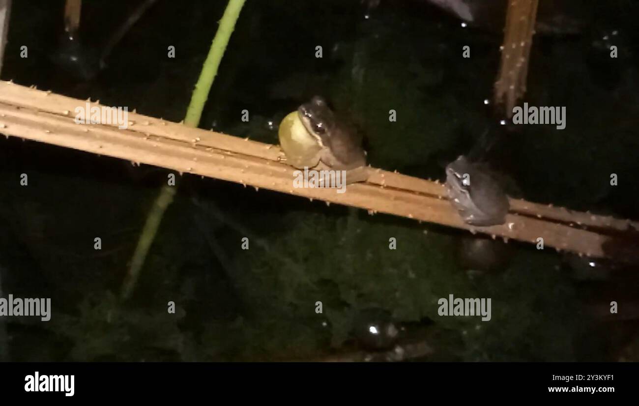 Eastern Dwarf Tree Frog (Litoria fallax) Amphibia Stock Photo - Alamy