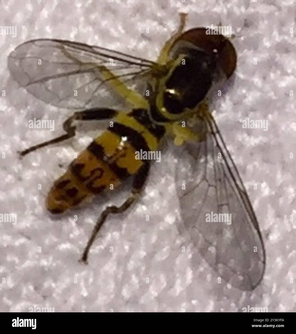 Eastern Calligrapher (Toxomerus geminatus) Insecta Stock Photo - Alamy