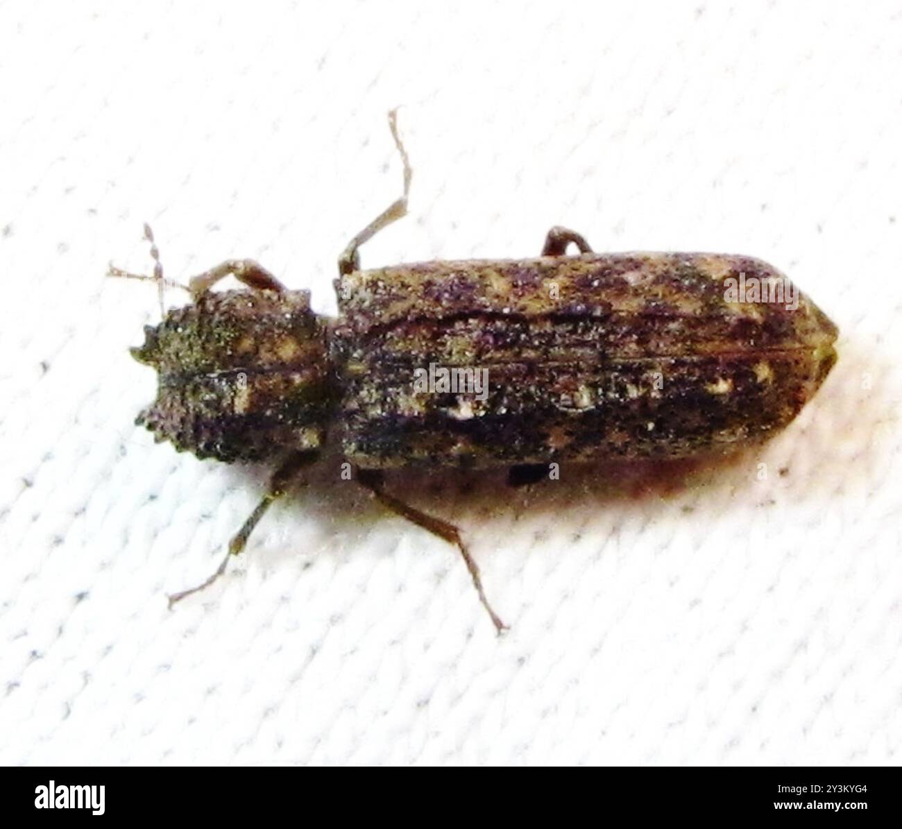 Two-horned Powder-post Beetle (Lichenophanes bicornis) Insecta Stock ...