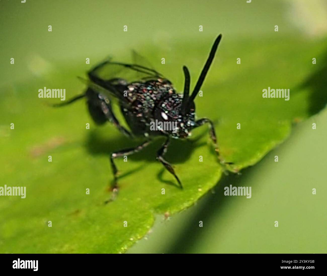 Narrow-waisted Wasps, Ants, and Bees (Apocrita) Insecta Stock Photo - Alamy