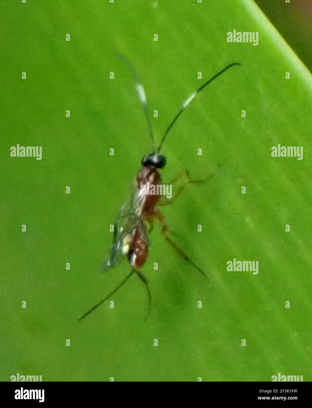 Ichneumonid and Braconid Wasps (Ichneumonoidea) Insecta Stock Photo - Alamy