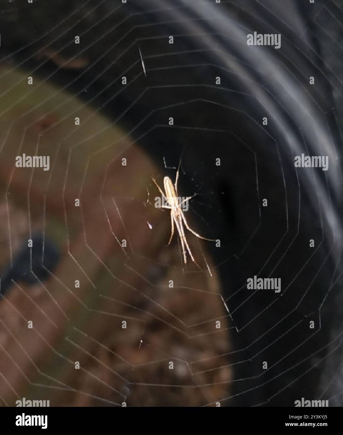 Stretch Spiders (Tetragnatha) Arachnida Stock Photo - Alamy